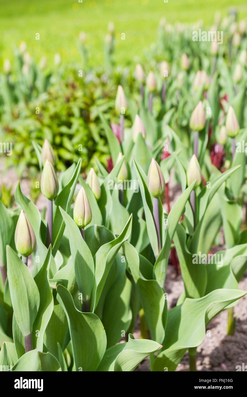Spring flowers on the lawn Stock Photo - Alamy