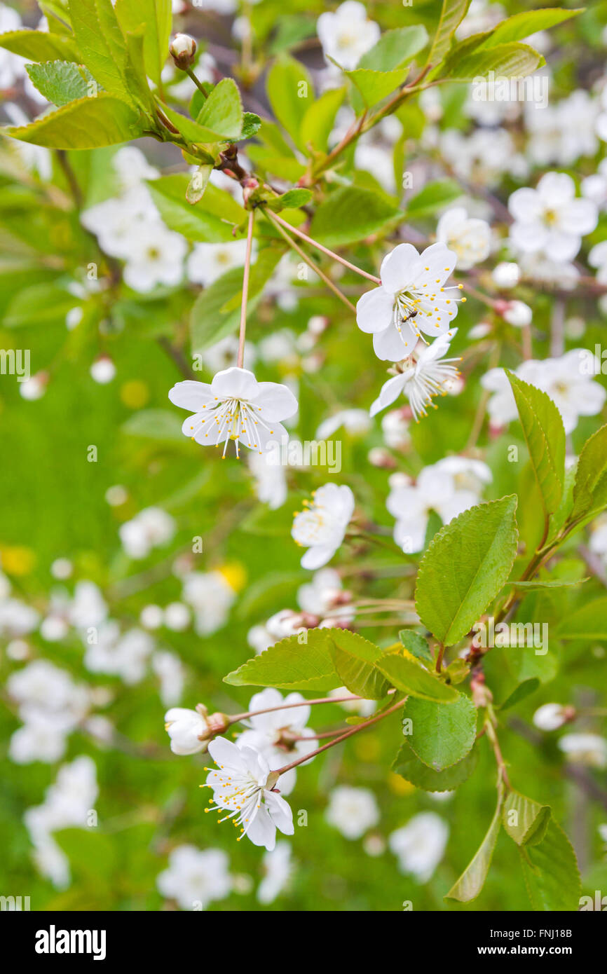 Spring blooming bird cherry hi-res stock photography and images - Alamy