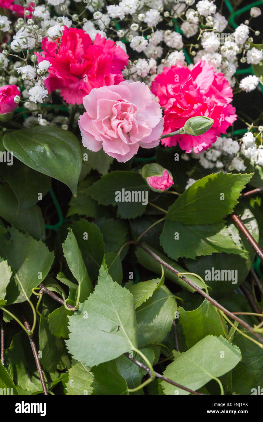 Spring flowers and carnations Stock Photo - Alamy
