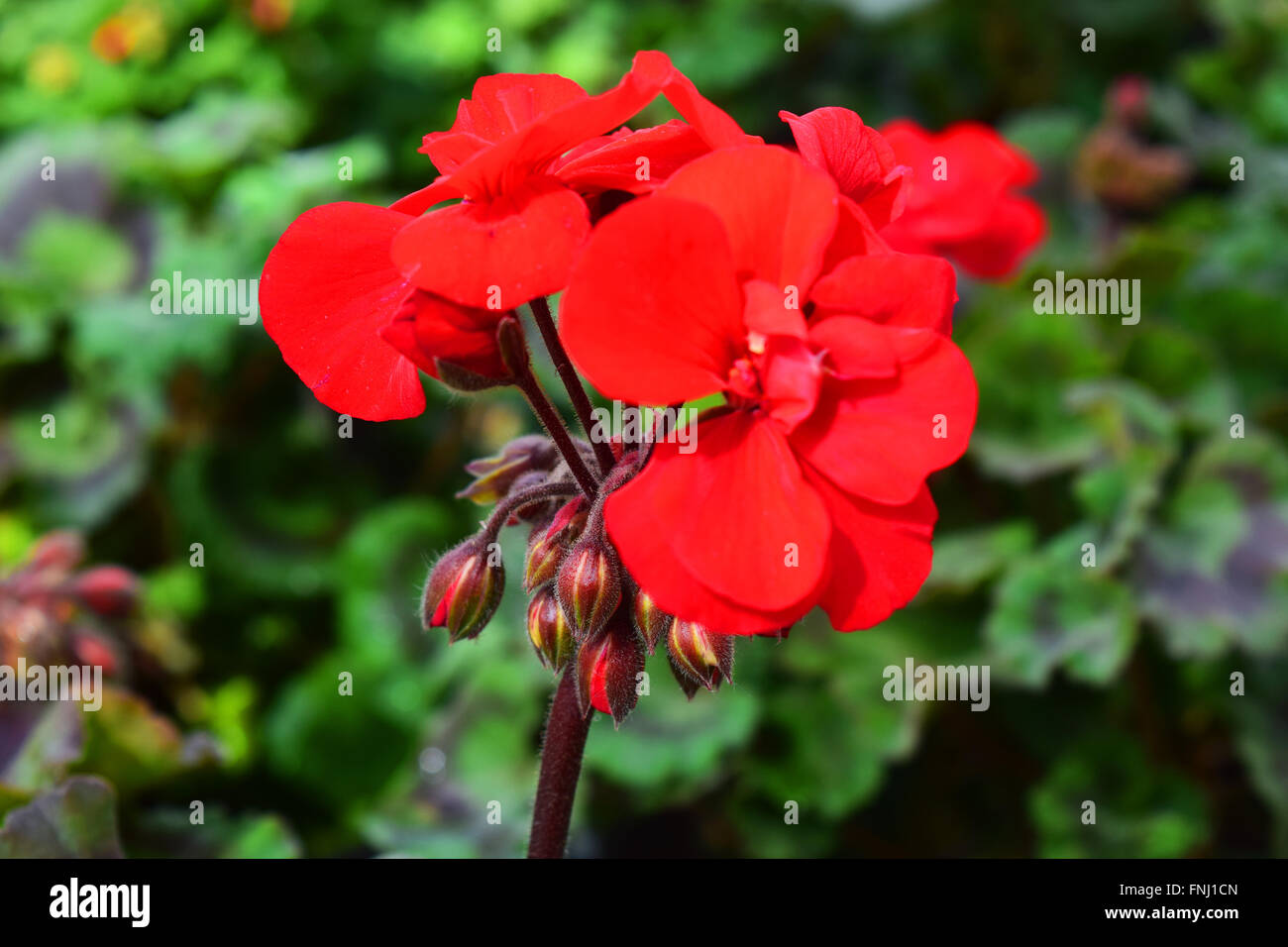 Red and beautiful hi-res stock photography and images - Alamy