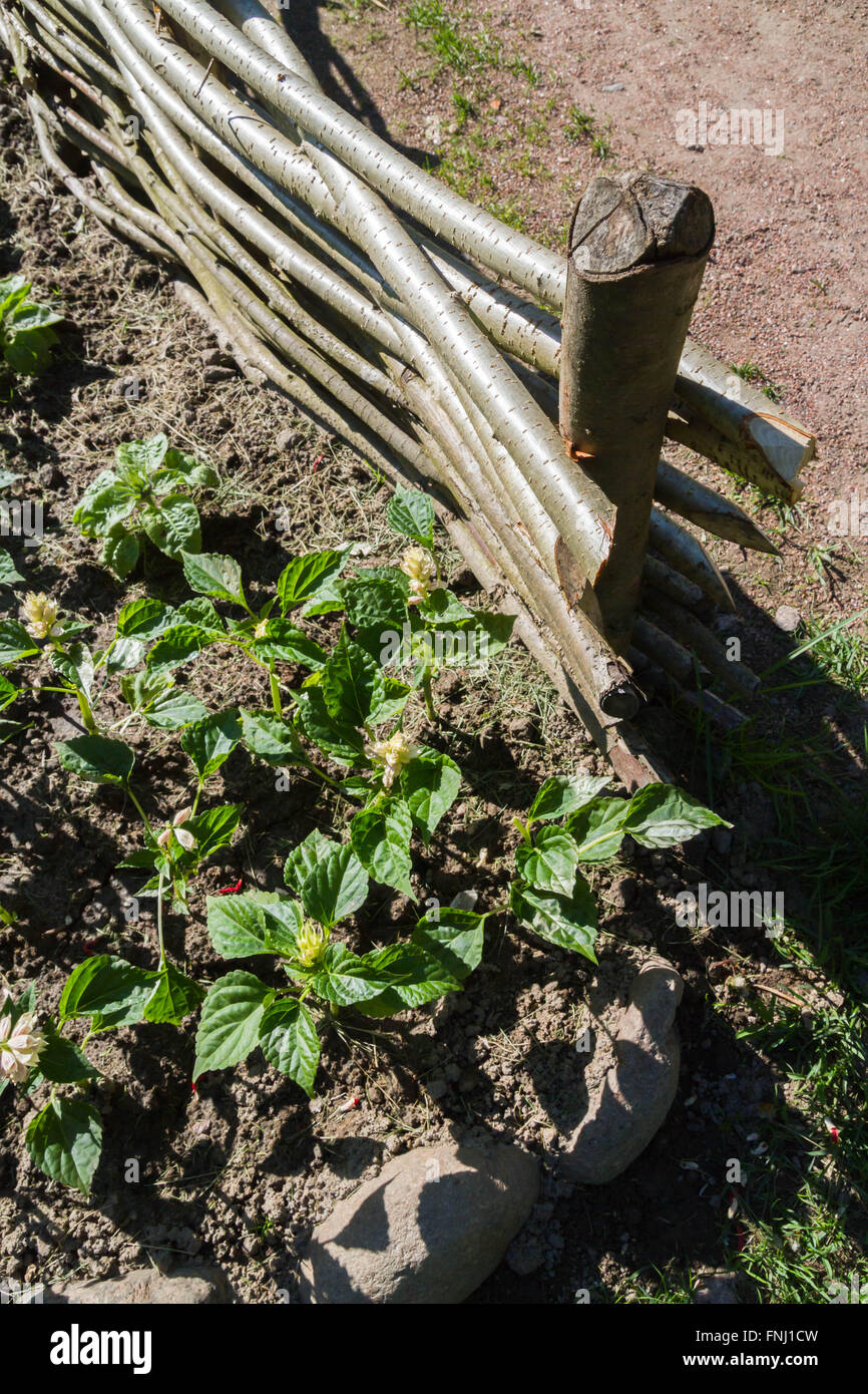A makeshift fence of twigs and sticks Stock Photo - Alamy