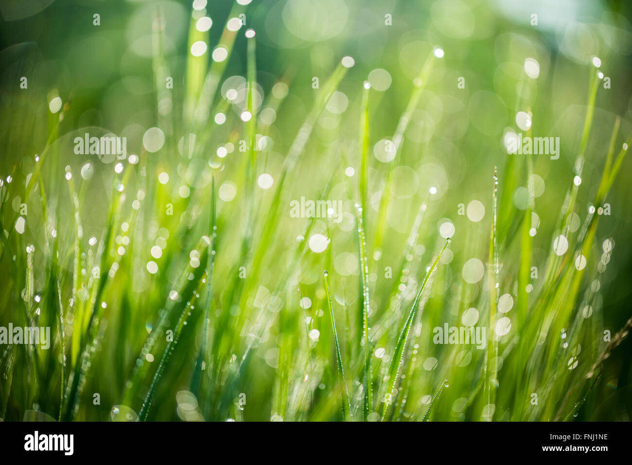 Green grass fresh summer sunrise hi-res stock photography and images ...