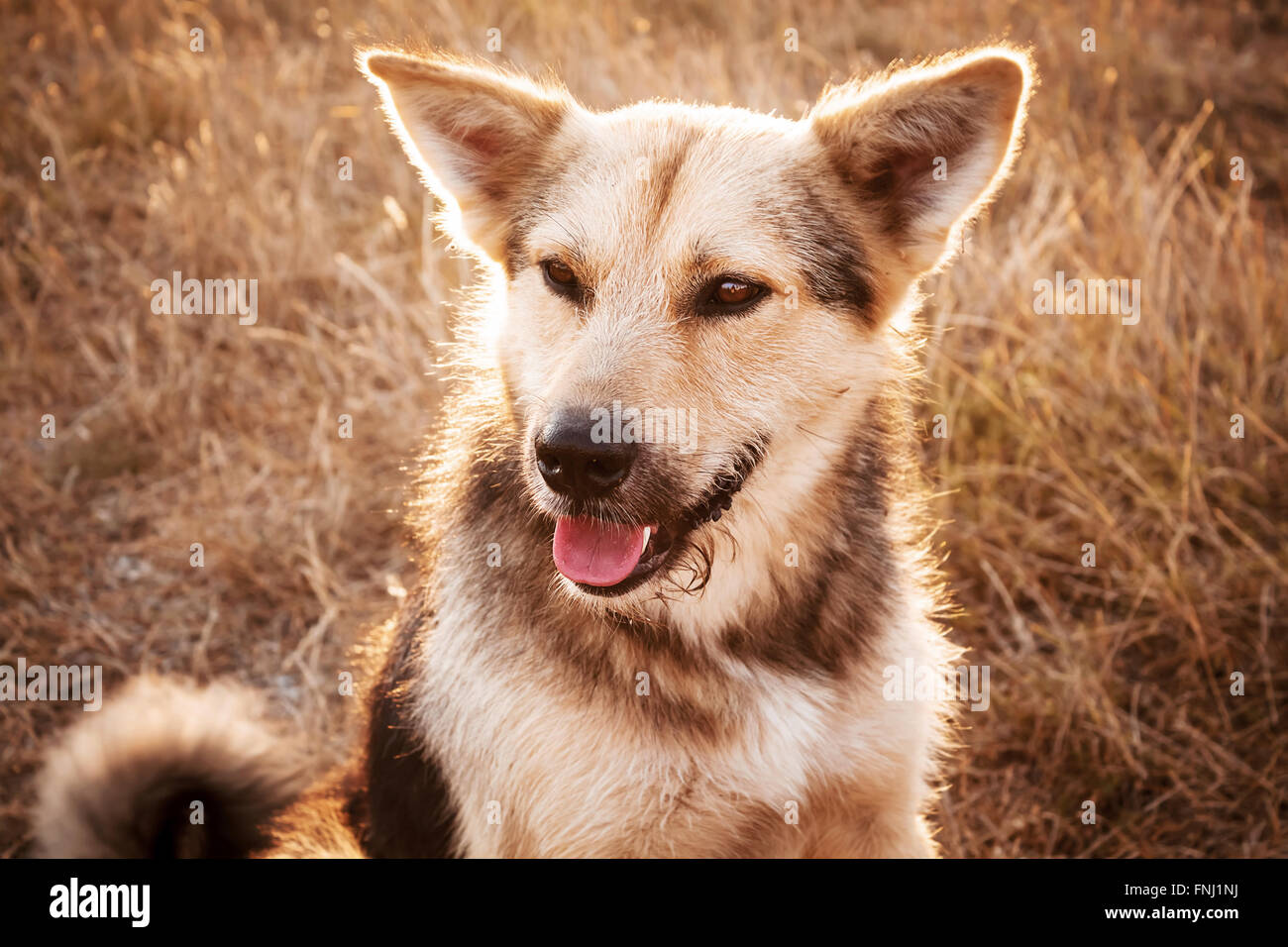 beautiful old dog sitting on the grass Stock Photo - Alamy