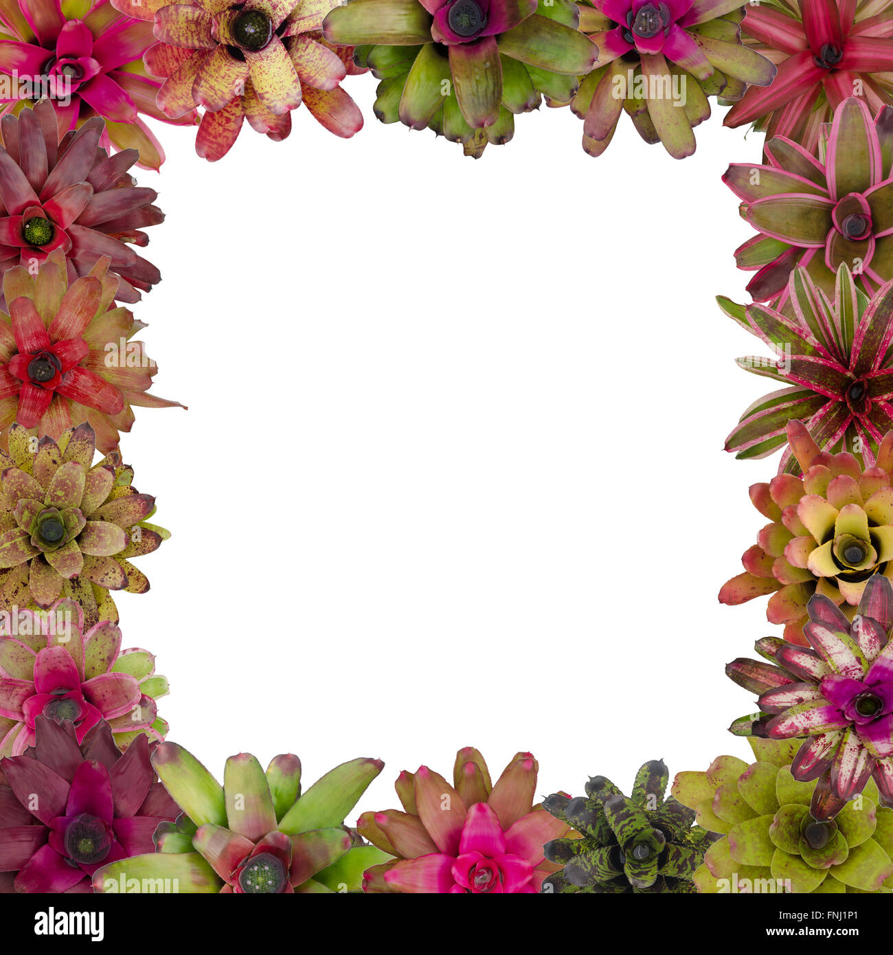 bromeliad frame isolated on white background Stock Photo - Alamy