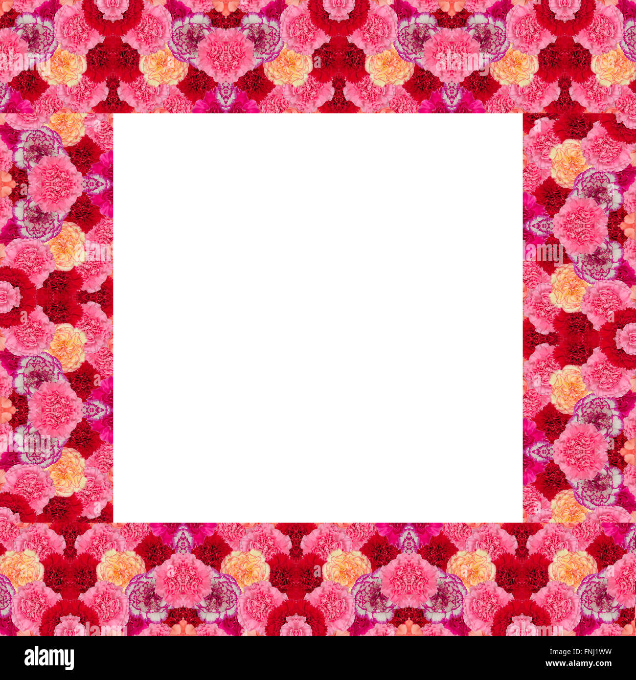 carnation frame isolated on white background Stock Photo - Alamy
