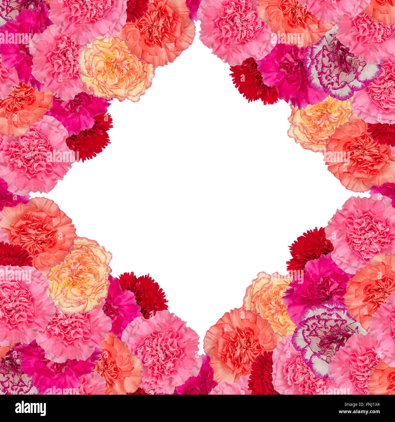 carnation frame isolated on white background Stock Photo - Alamy