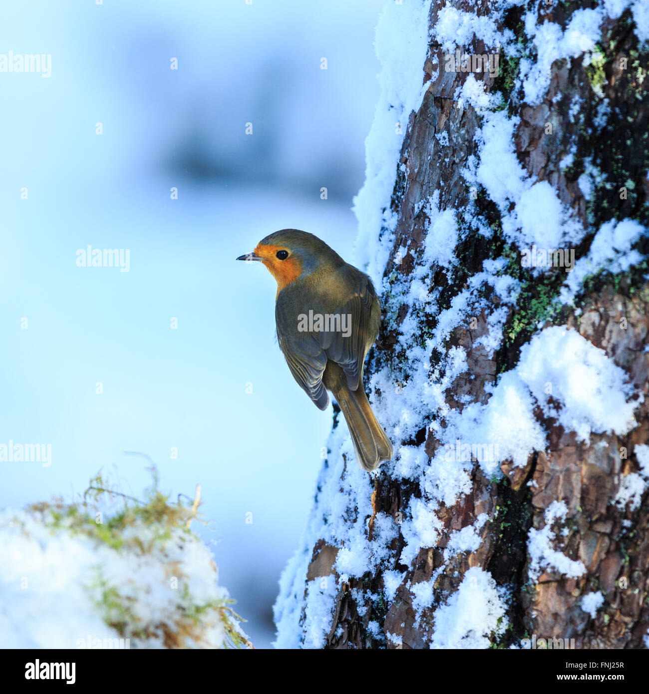 Robin on side tree hi-res stock photography and images - Alamy