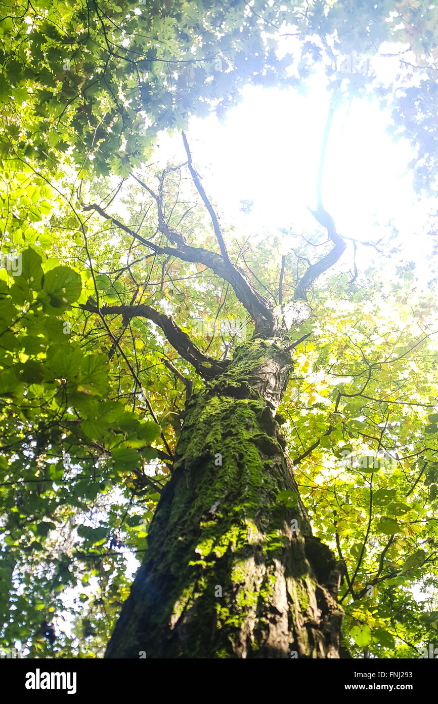 The sky through the crown of trees hi-res stock photography and images ...