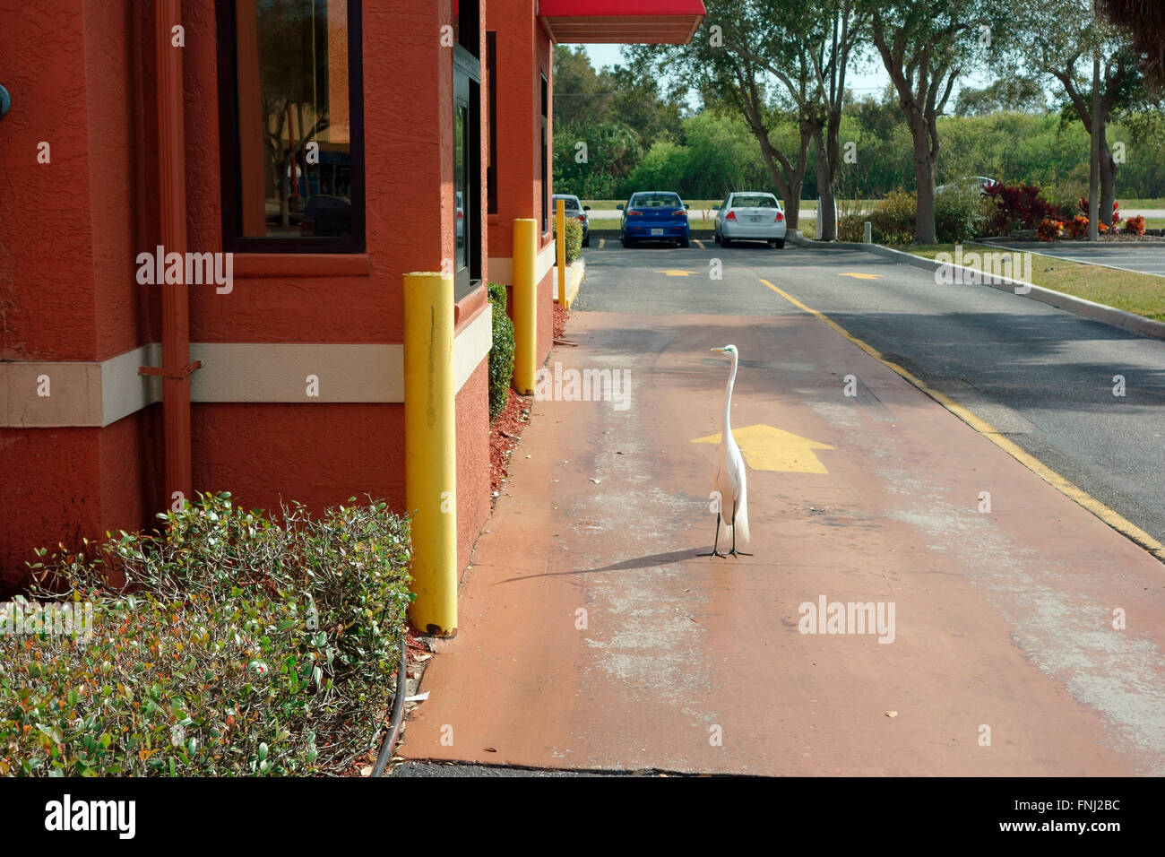 A white egret bird waiting for his order in the drive thru through at a ...