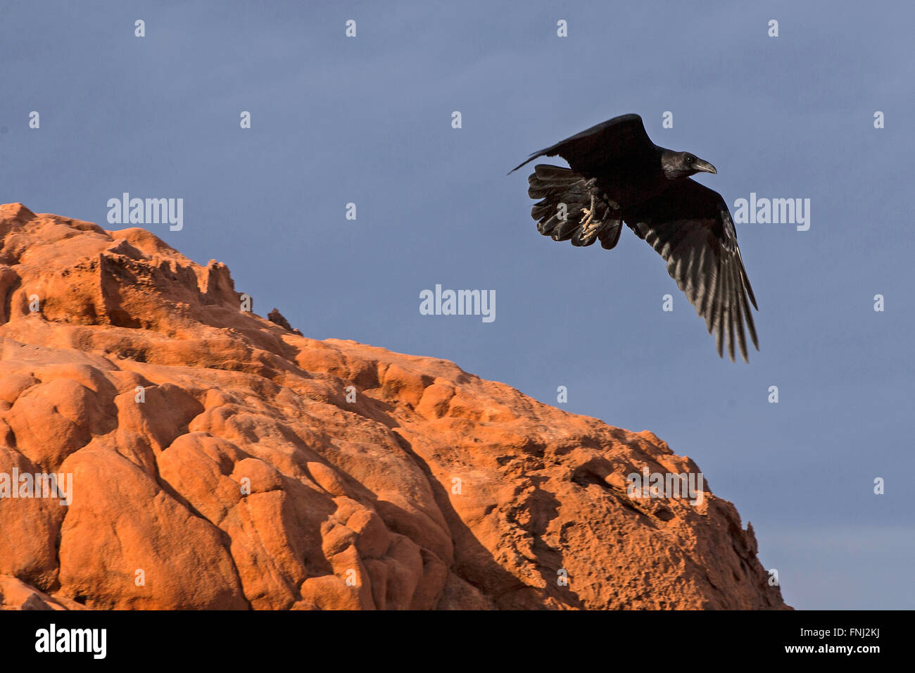 Crow flying Valley of Fire State Park, Nevada, United States of America ...