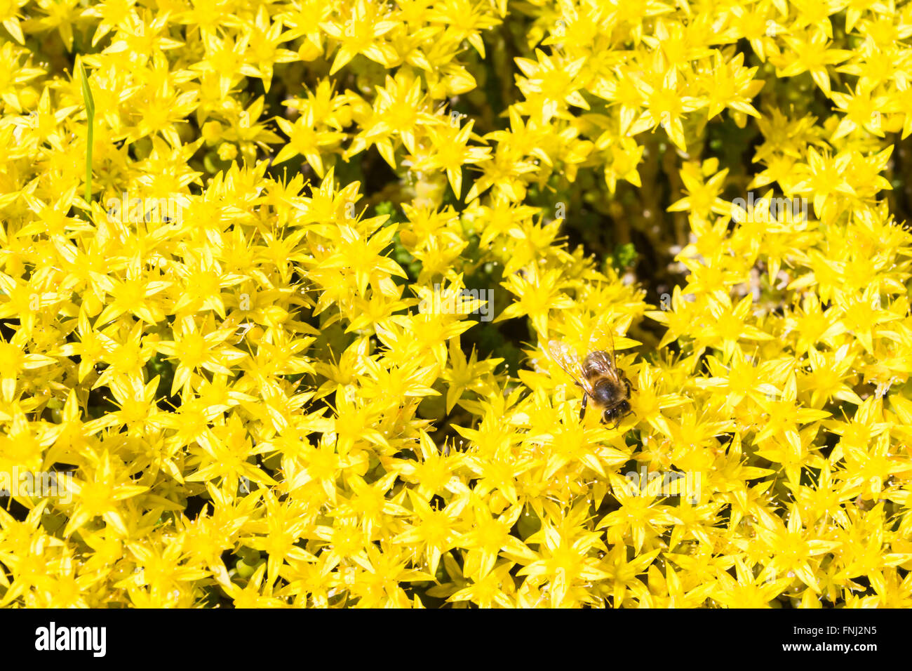 Yellow insects hi-res stock photography and images - Alamy