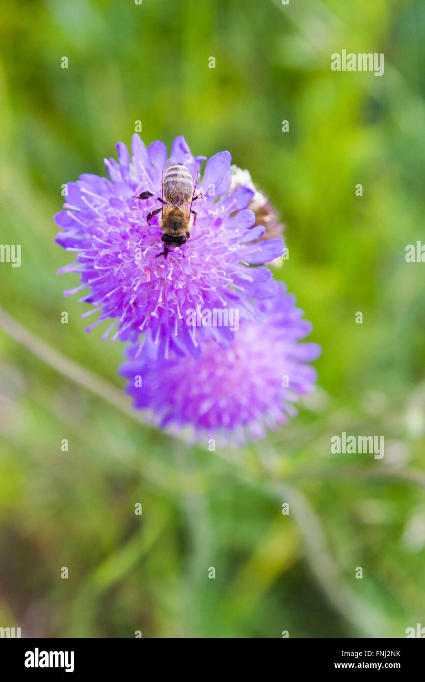 Purple flower in summer bee hi-res stock photography and images - Alamy