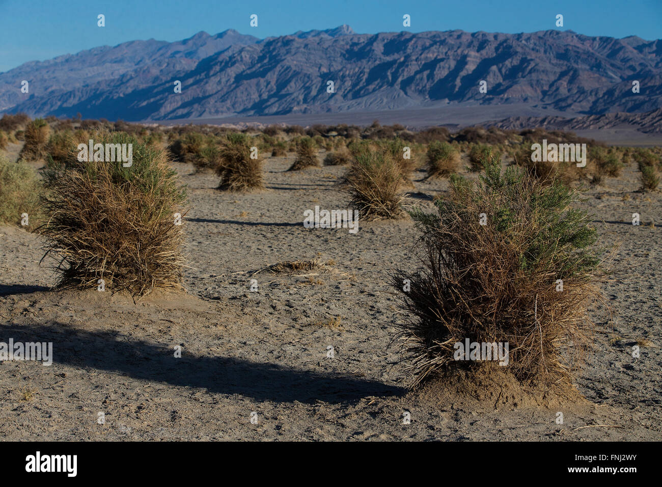 Devil's Cornfield, Death Valley National Park, California, United ...