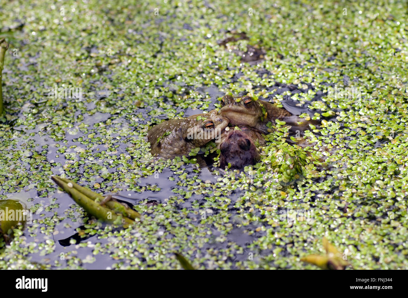 Toads in a pond in mating season jockeying for position. sunshine on ...