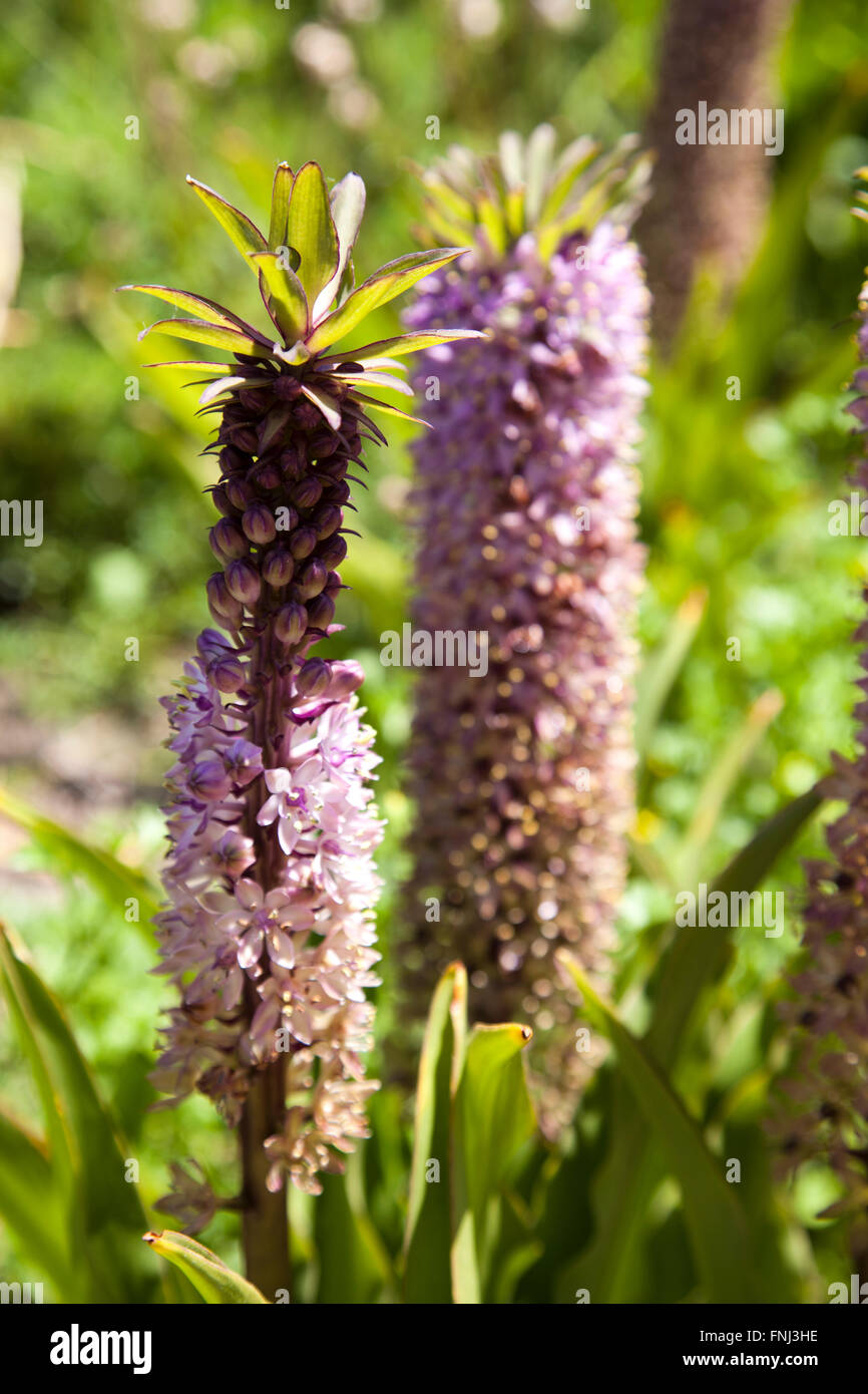Eucomis Comosa 'Reuben' at Kirstenbosch National Botanical Garden in ...