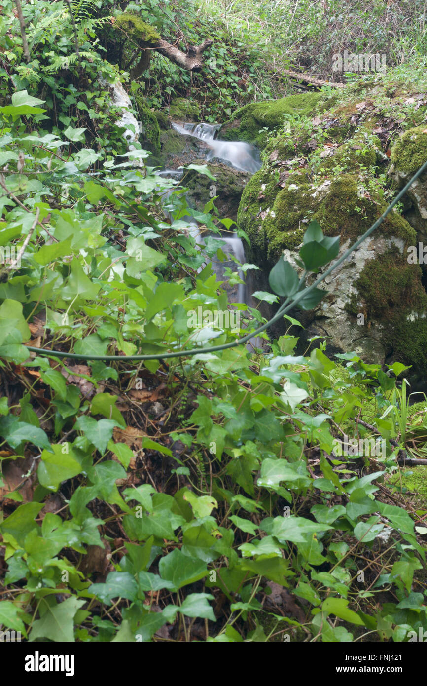 Waterfall vegetation hi-res stock photography and images - Alamy