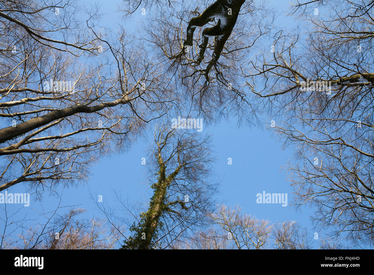 Trees against the sky Stock Photo - Alamy