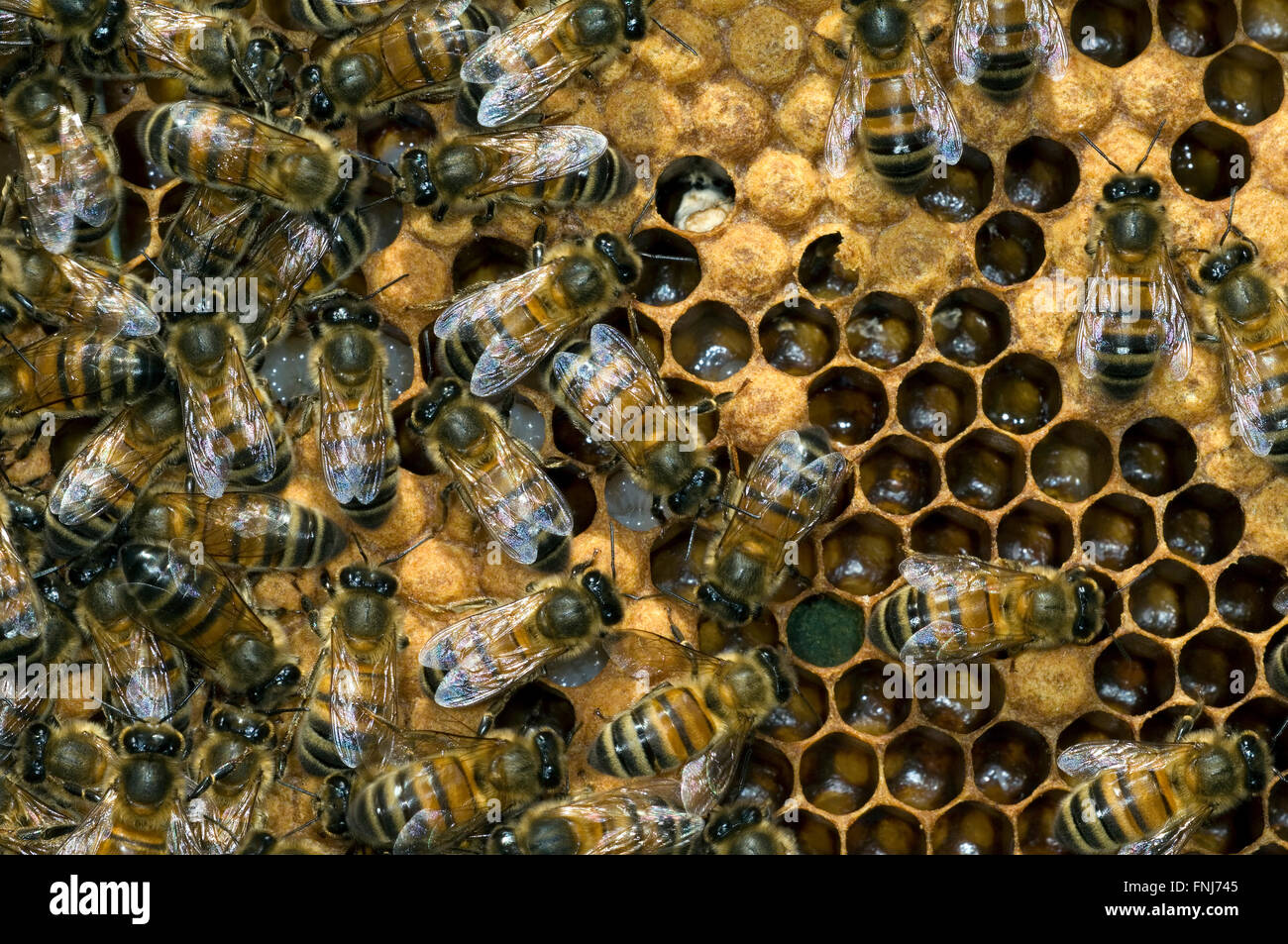 Honey bee workers (Apis mellifera) on comb showing capped and uncapped ...
