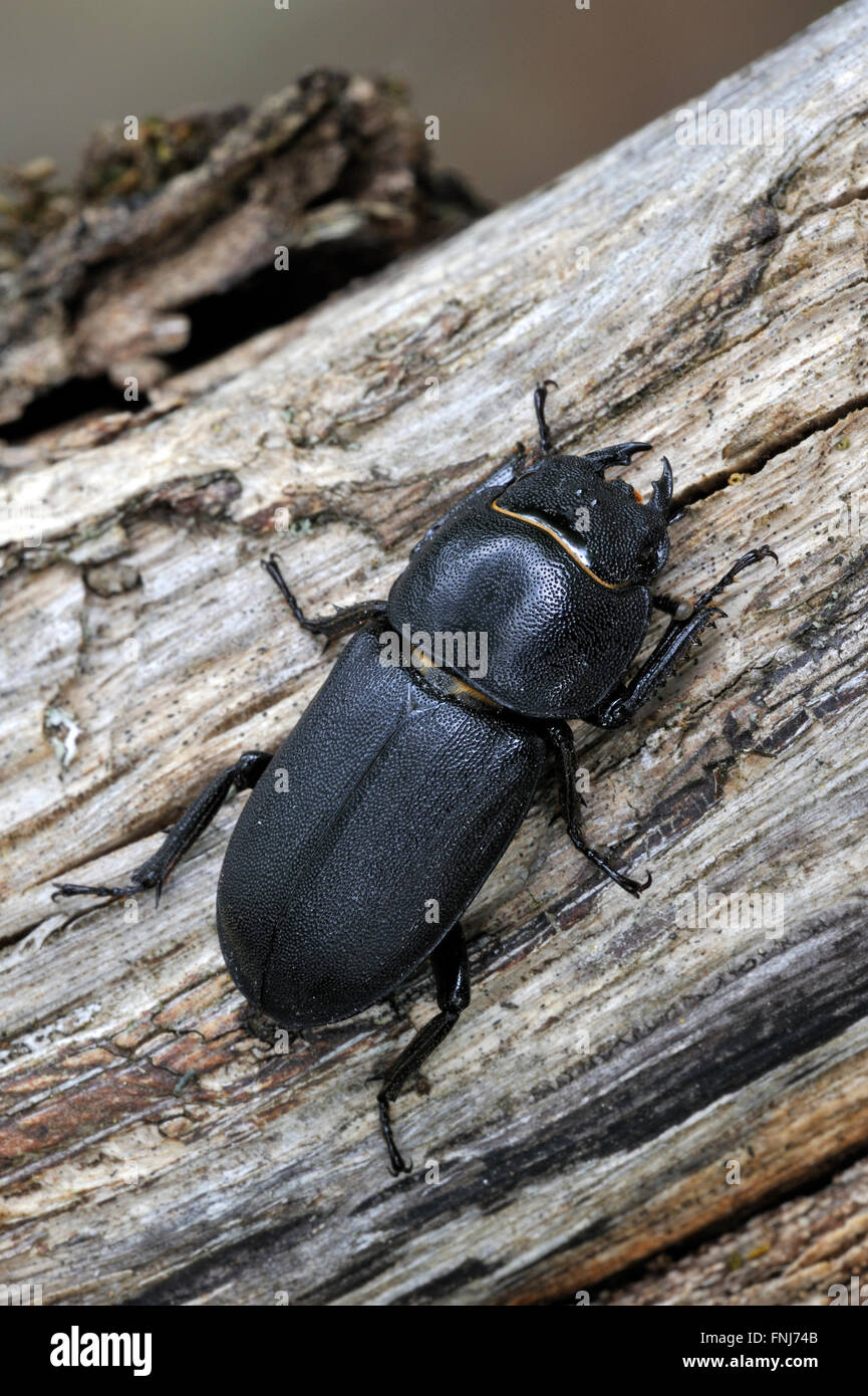 Lesser stag beetle (Dorcus parallelipipedus) on branch Stock Photo - Alamy