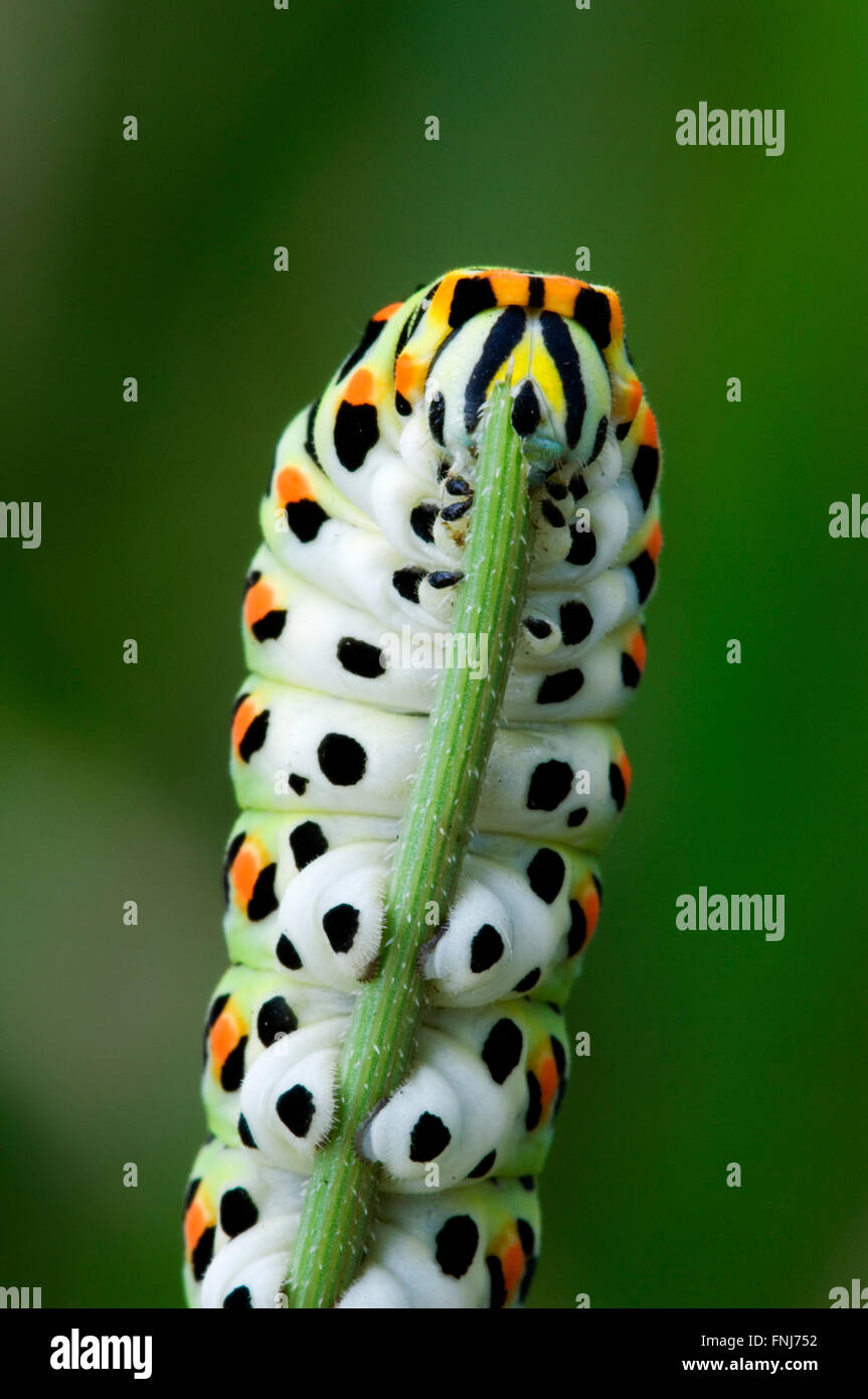 Caterpillar of papilio machaon hi-res stock photography and images - Alamy