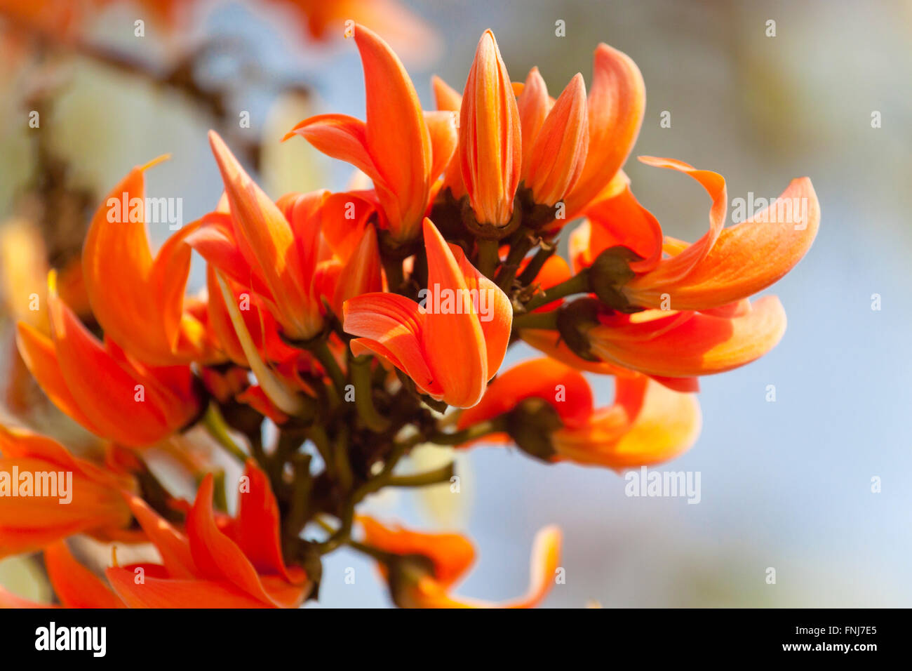 Fiveyellow hi-res stock photography and images - Alamy