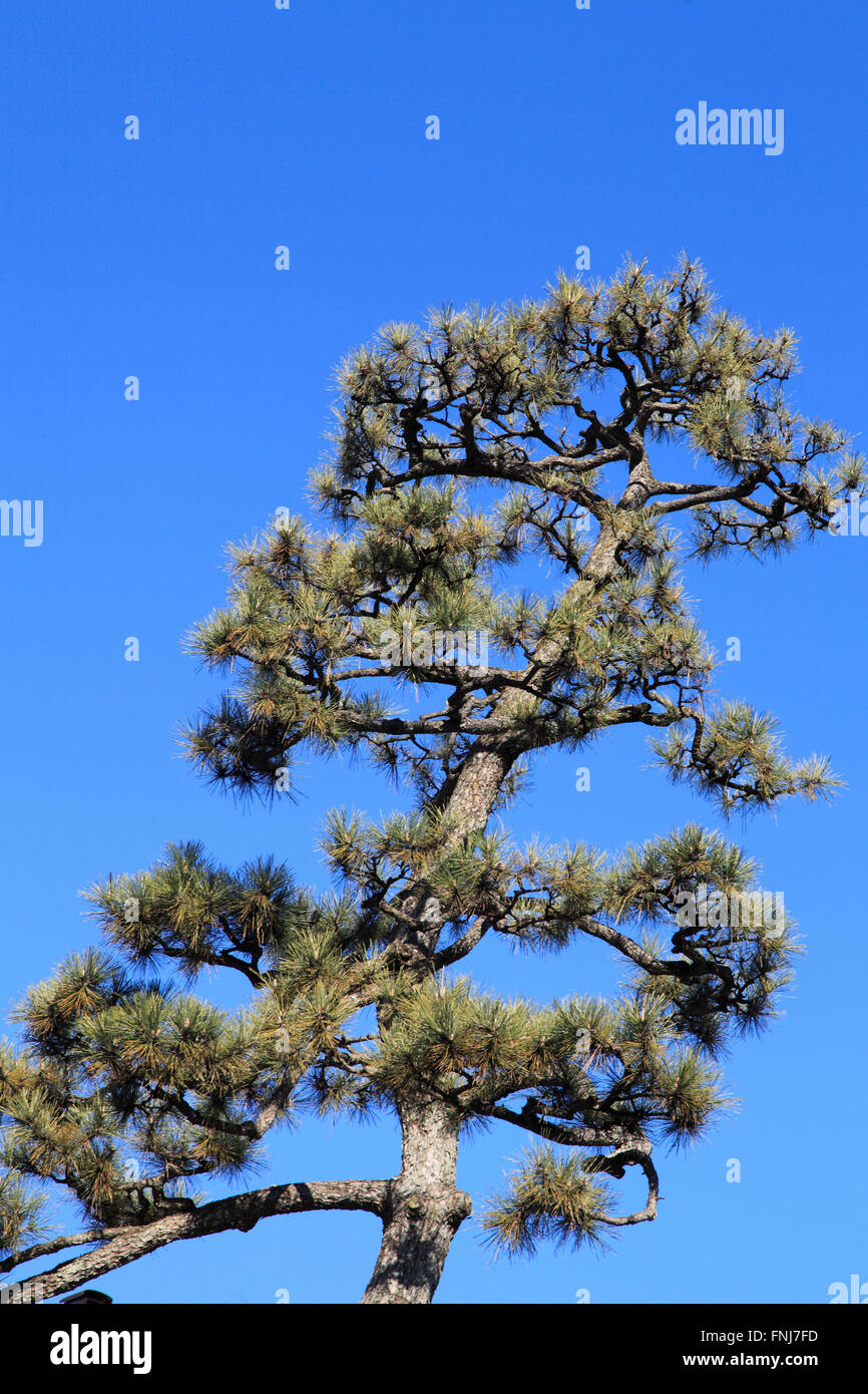 Japanese pine tree hi-res stock photography and images - Alamy