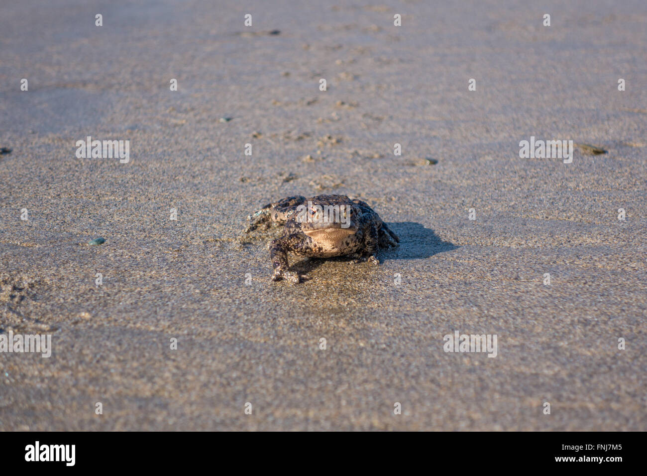Common toad on the beach at Whitesands Bay, Pembrokeshire, Wales, UK ...