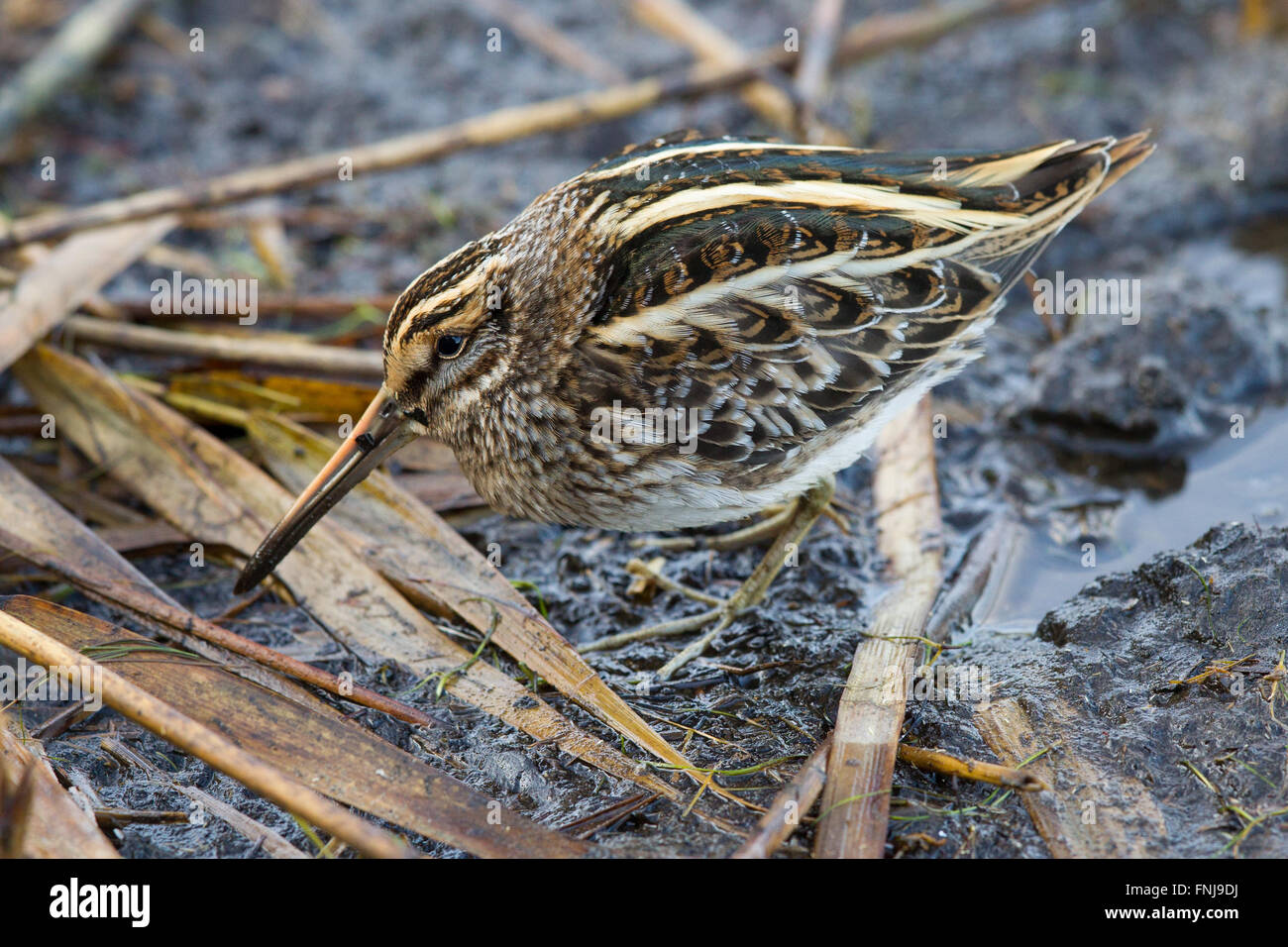 Snipe birds hi-res stock photography and images - Alamy