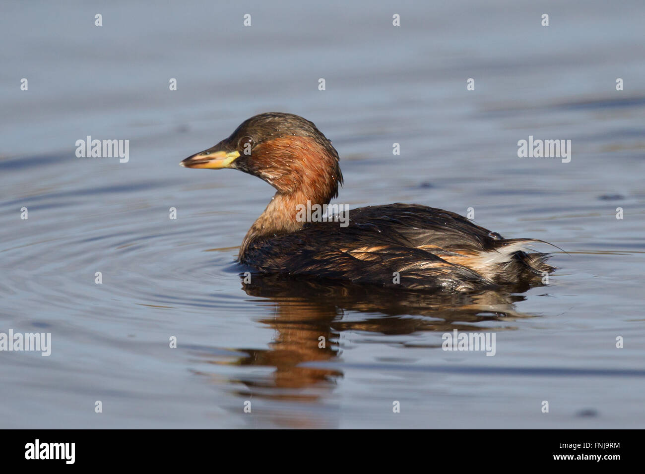 Common grebe hi-res stock photography and images - Alamy