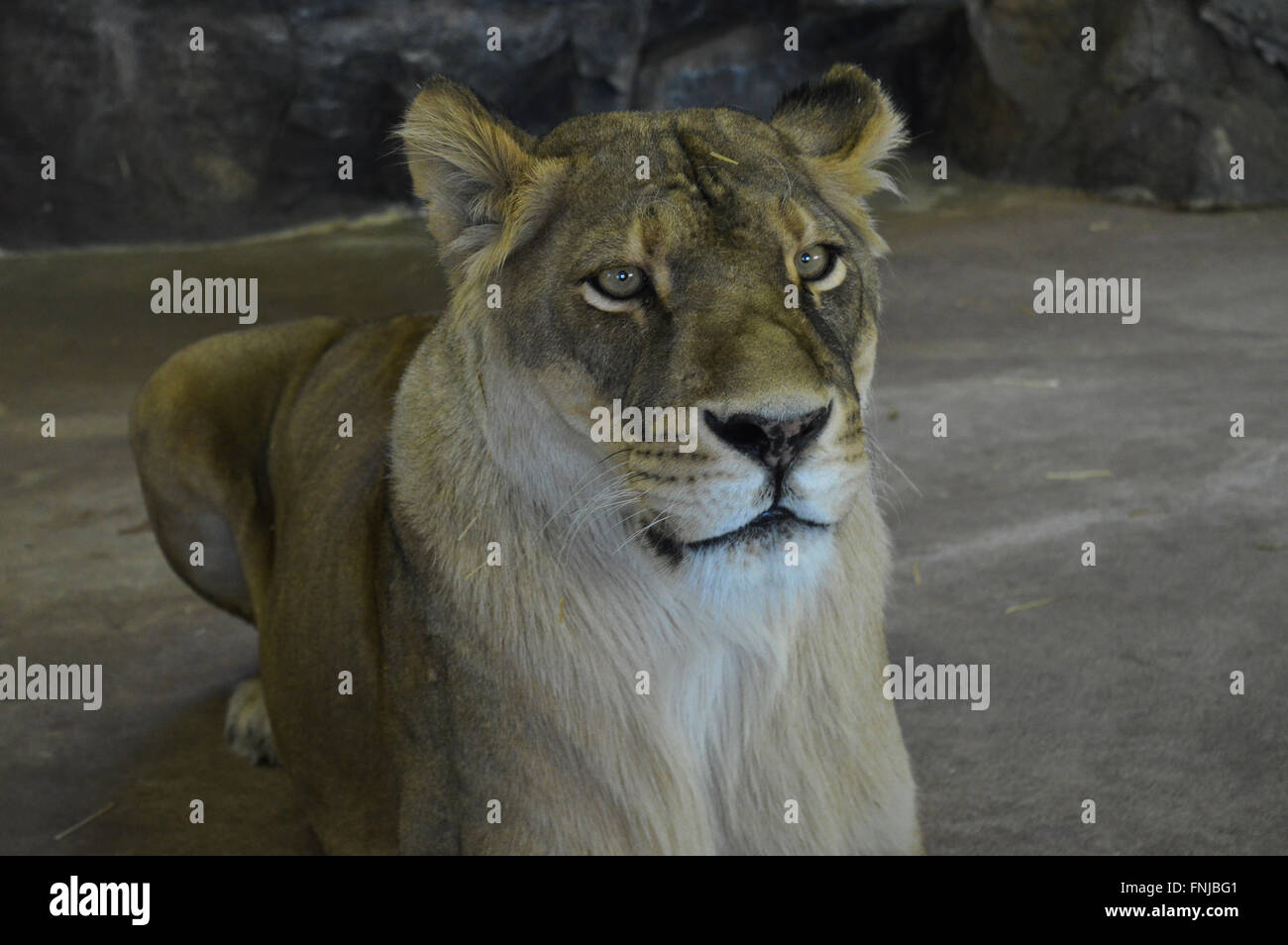 Confident lion hi-res stock photography and images - Alamy
