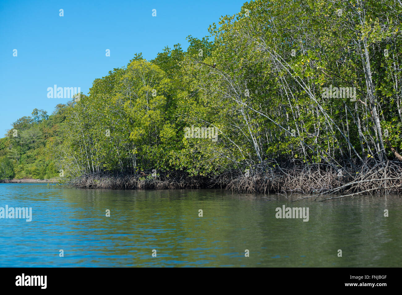 Mangrove trees at Kilim river, Langkawi, Malaysia Stock Photo - Alamy