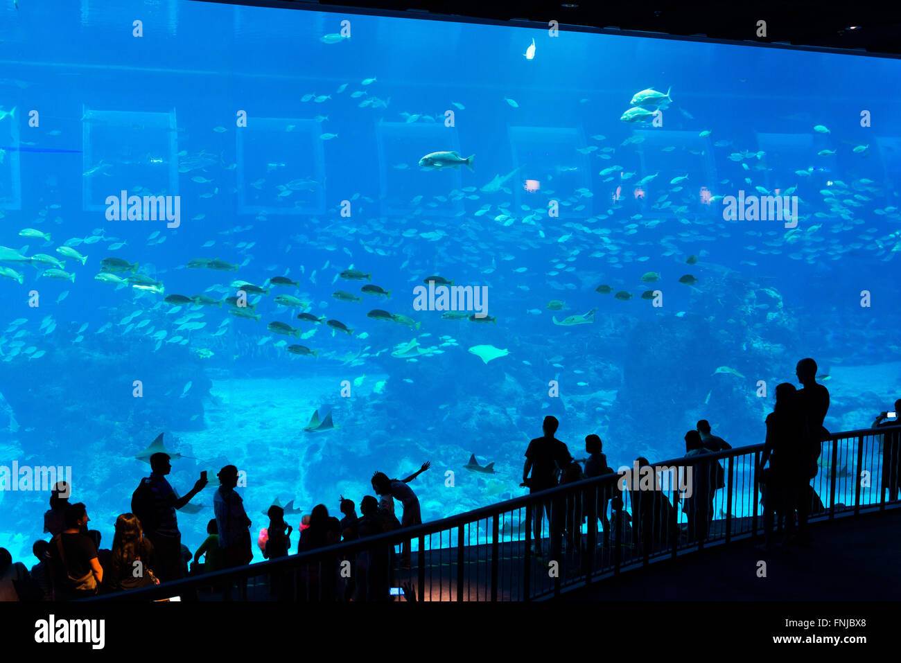 School of fish in panoramic marine panel at Aquarium, Sentosa ...
