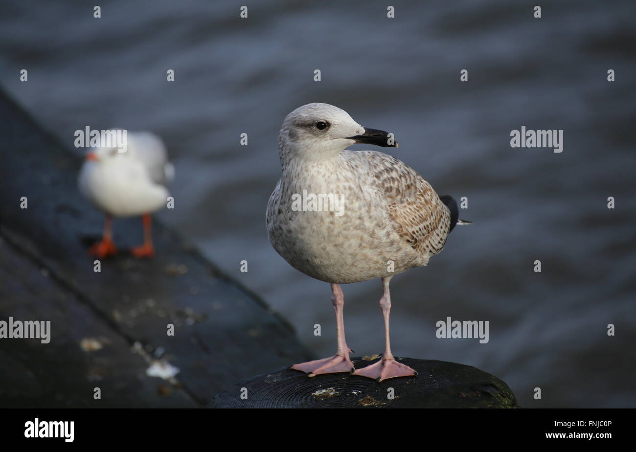 Two different gulls hi-res stock photography and images - Alamy
