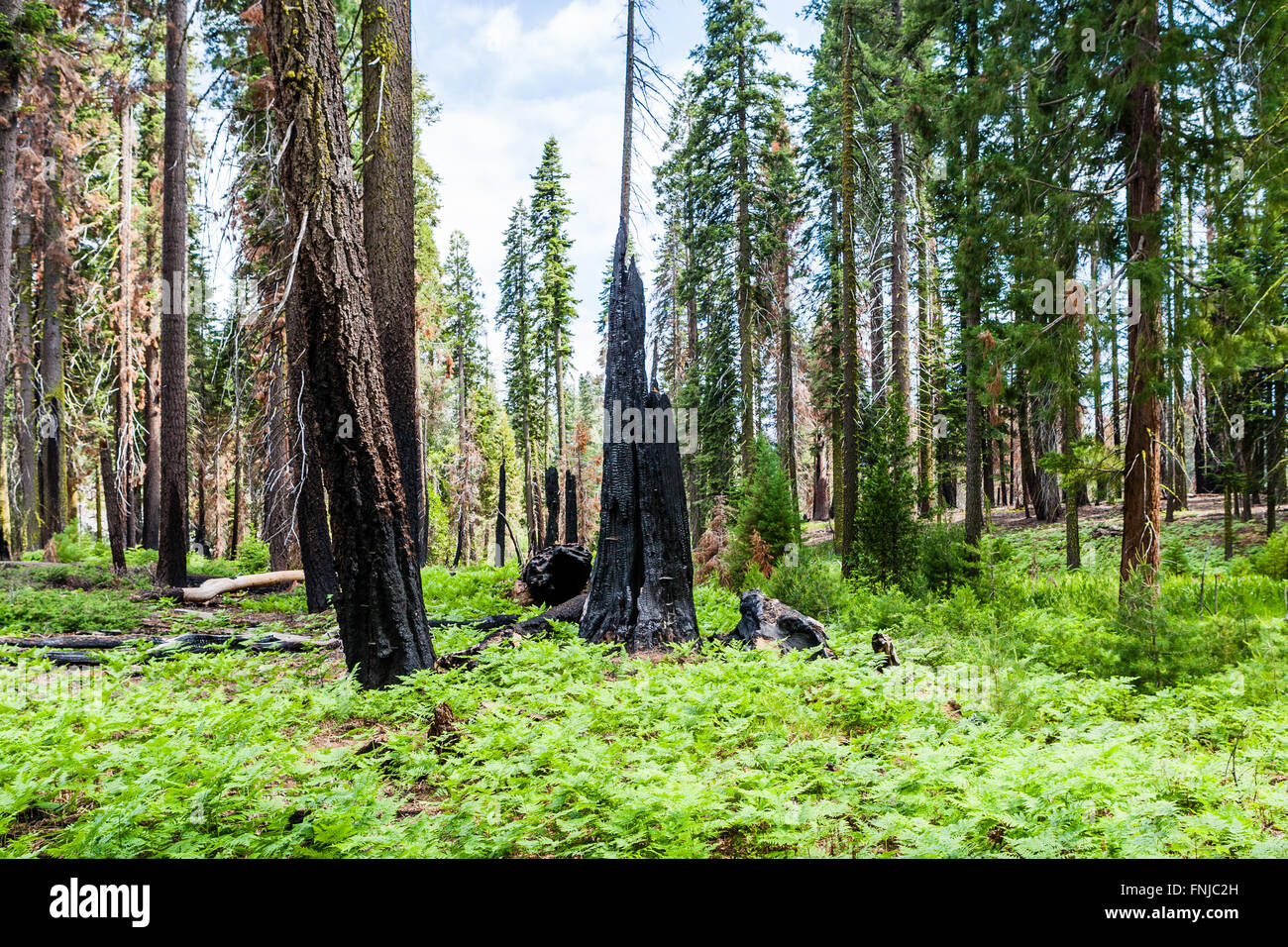 Burnt giant sequoia tree, Sequoiadendron giganteum, in Sequoia National ...