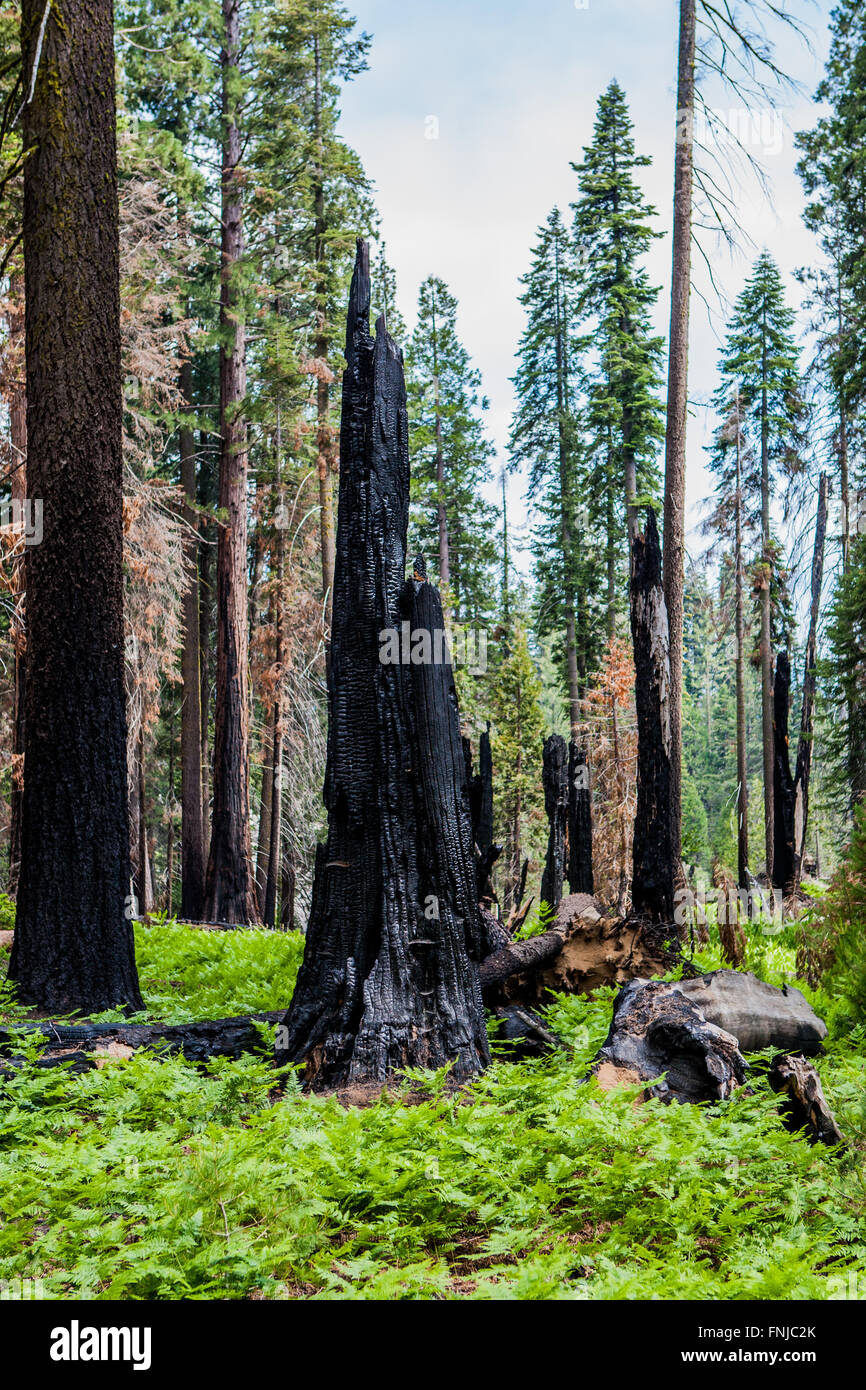 Burnt giant sequoia tree, Sequoiadendron giganteum, in Sequoia National ...