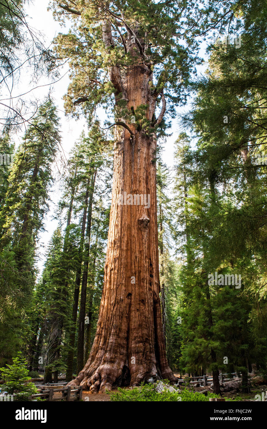 Fire tree scar High Resolution Stock Photography and Images - Alamy