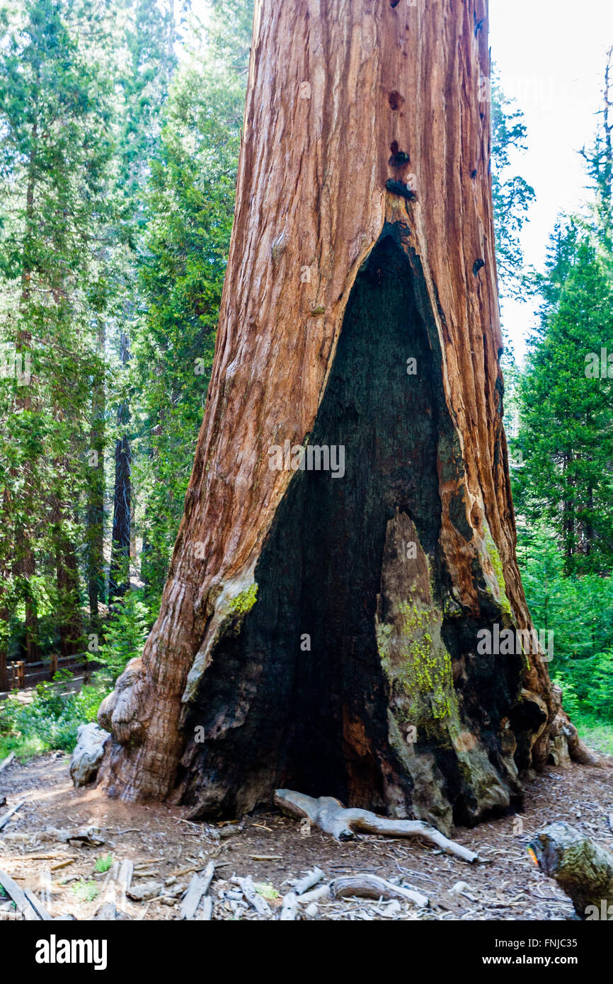 Burnt giant sequoia tree, Sequoiadendron giganteum, in Sequoia National ...