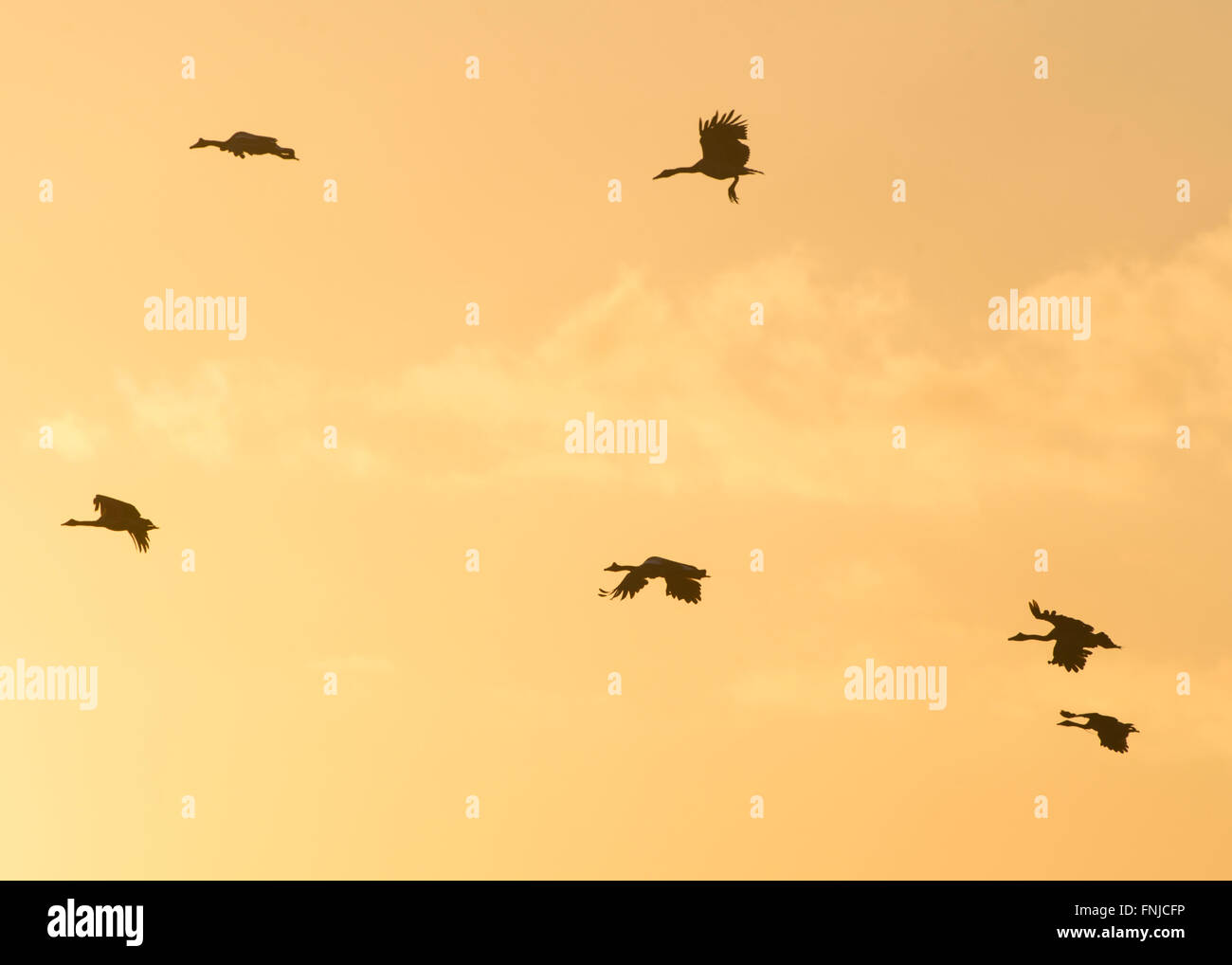 Magpie geese nt hi-res stock photography and images - Alamy