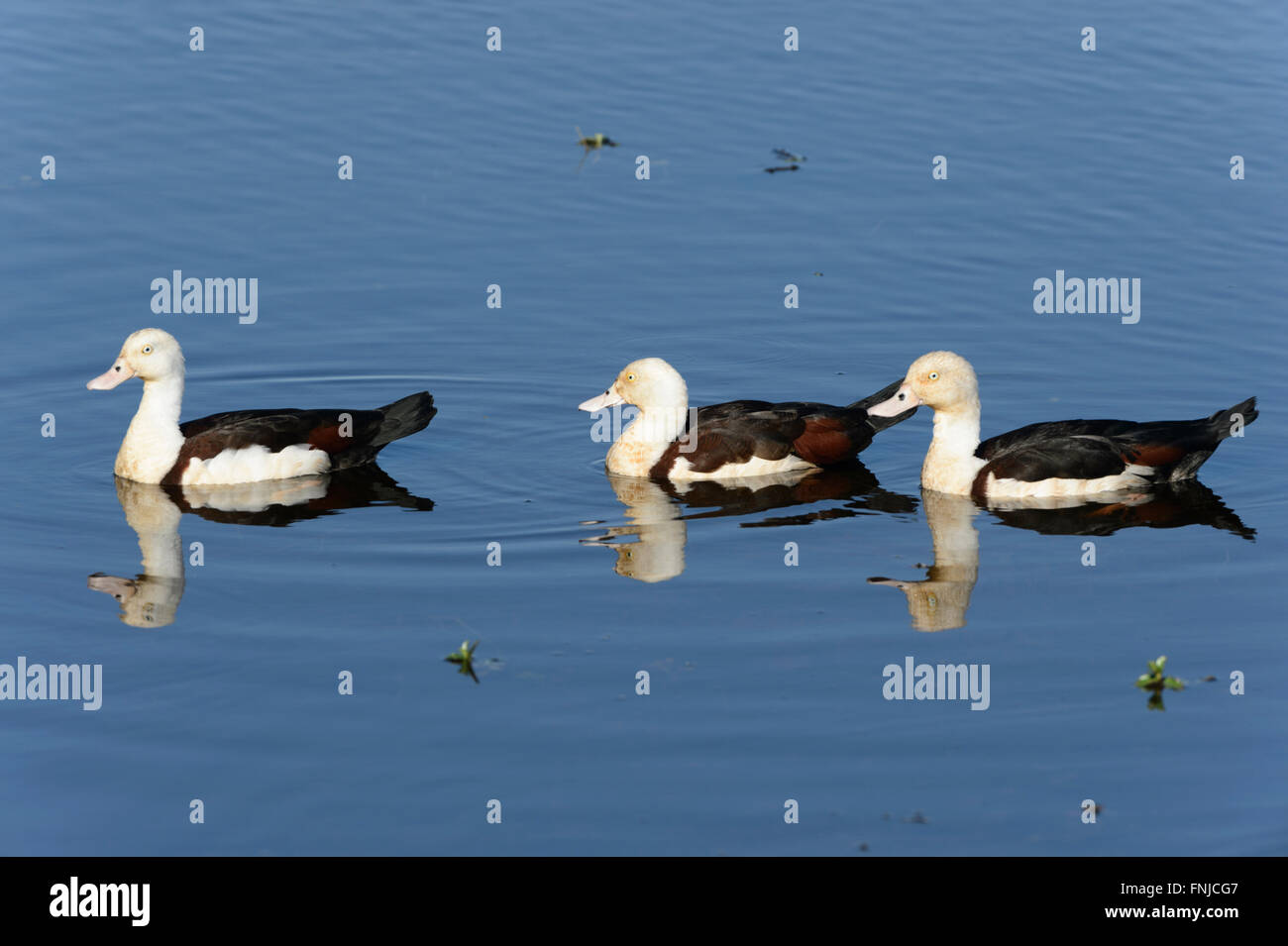 Radjah Shelduck or Burdekin Duck (Tadorna radjah), Mamukala Wetlands ...