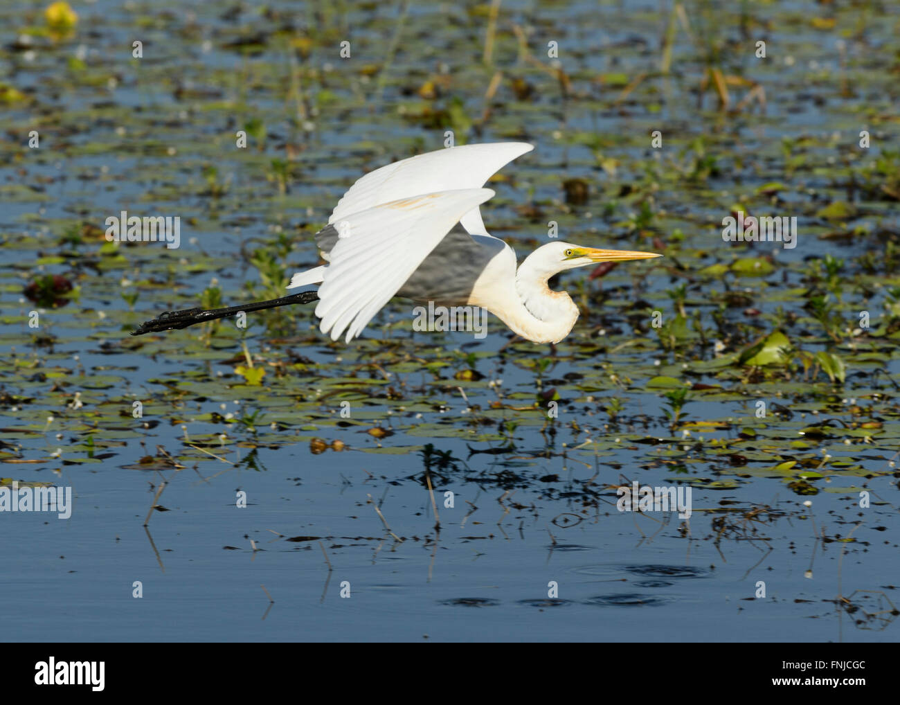 Australian egrets hi-res stock photography and images - Alamy