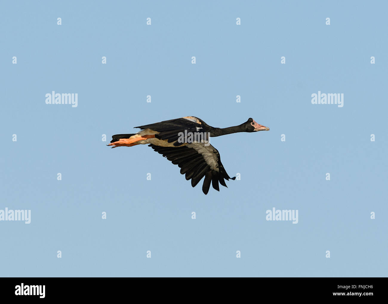 Magpie geese nt hi-res stock photography and images - Alamy