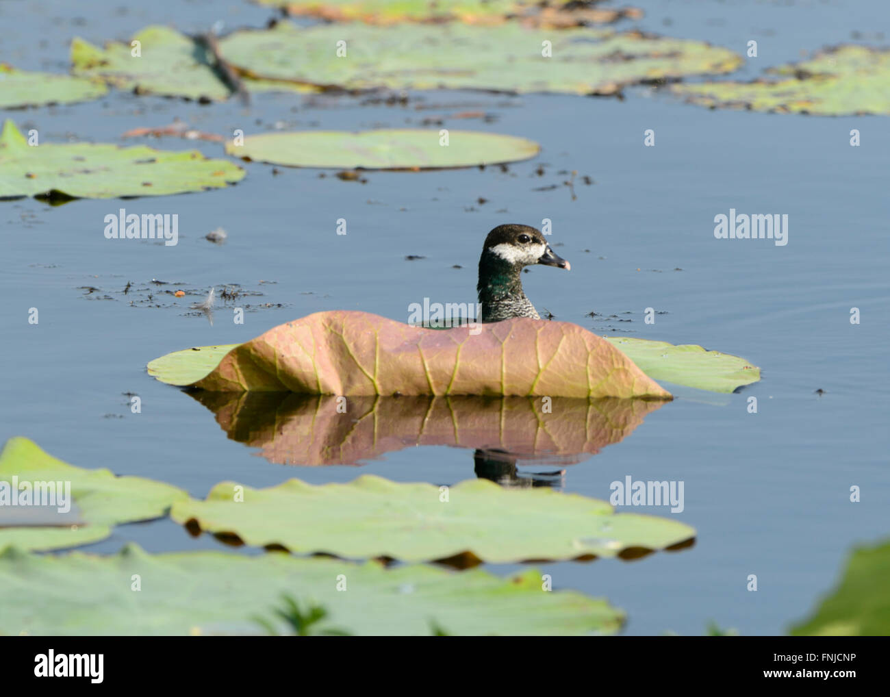 Green pygmy goose hi-res stock photography and images - Alamy