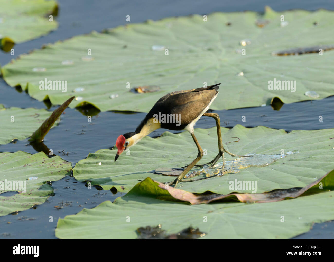 Comb-crested Jacana (Irediparra gallinacea), Fogg Dam, Northern ...