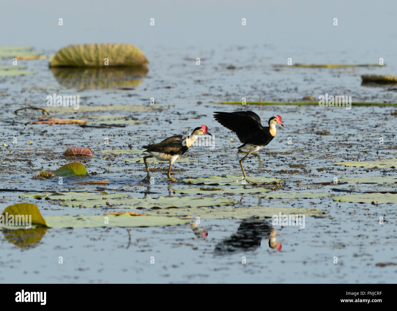 Comb-crested Jacanas (Irediparra gallinacea), Fogg Dam, Northern ...