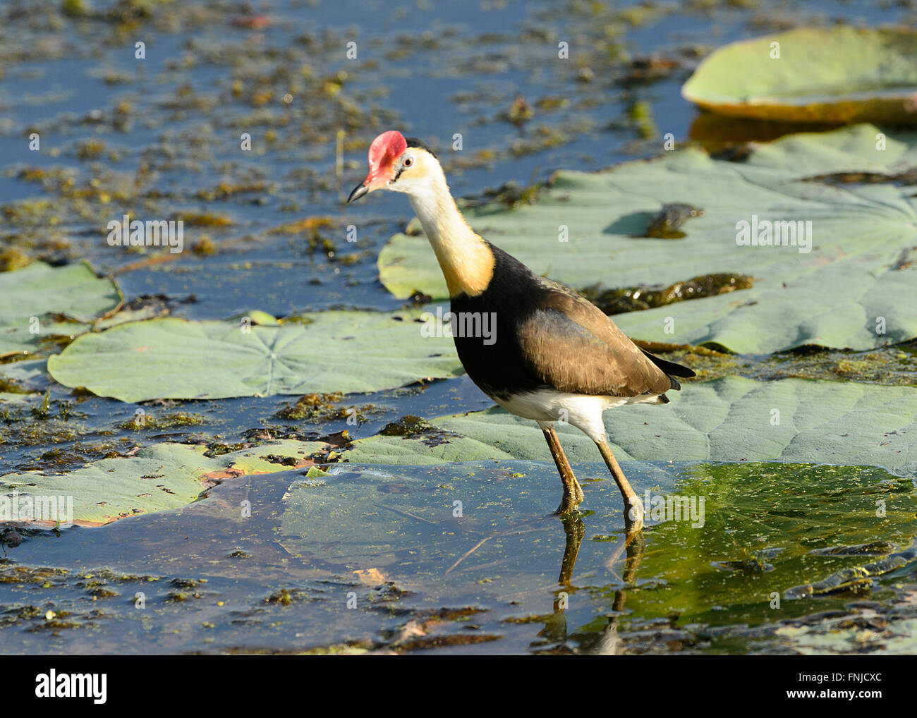 Comb-crested Jacana (Irediparra gallinacea), Fogg Dam, Northern ...