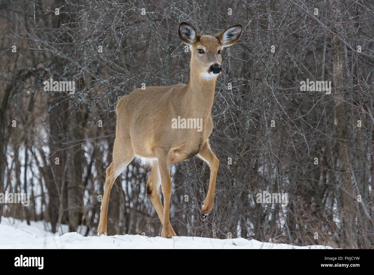 White tailed deer in winter hi-res stock photography and images - Alamy