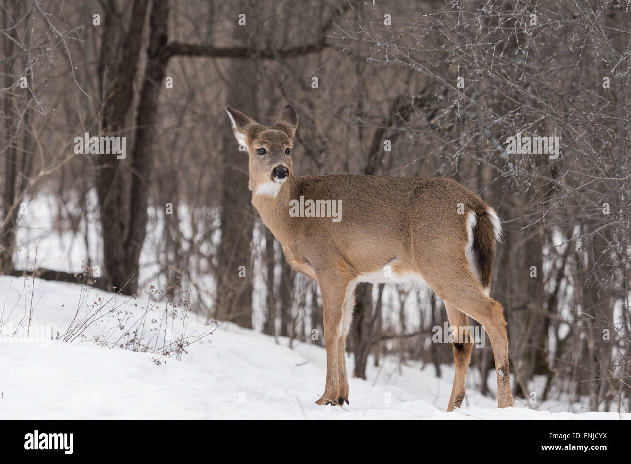 White tailed deer in winter hi-res stock photography and images - Alamy