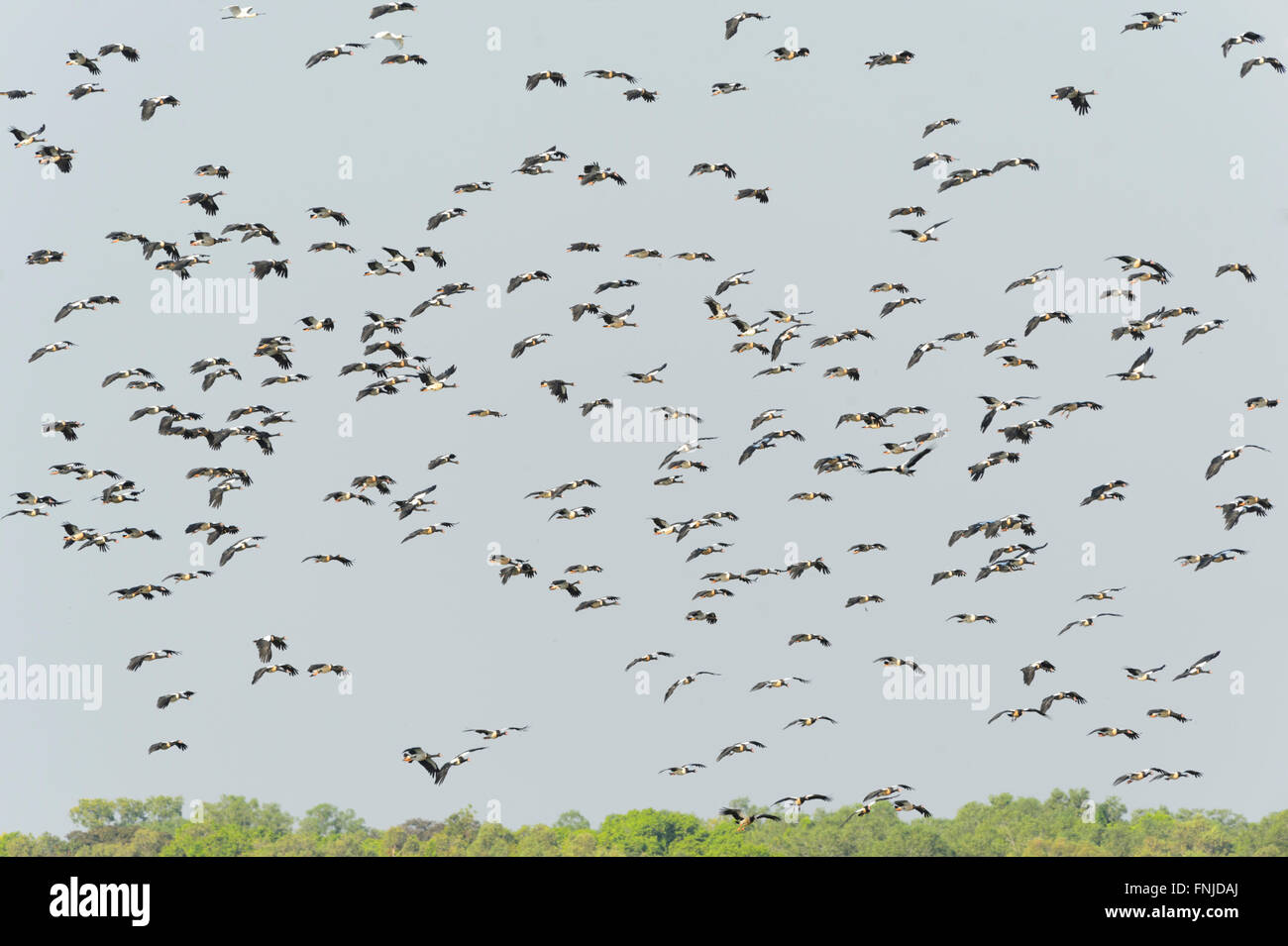 Magpie geese nt hi-res stock photography and images - Alamy