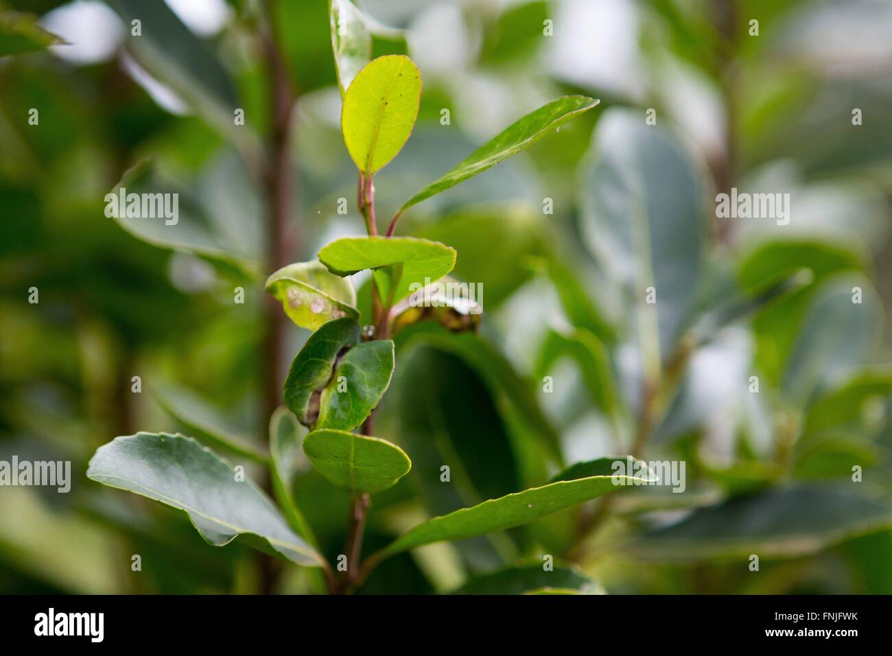 Yerba plant which maté tea is made from Stock Photo - Alamy