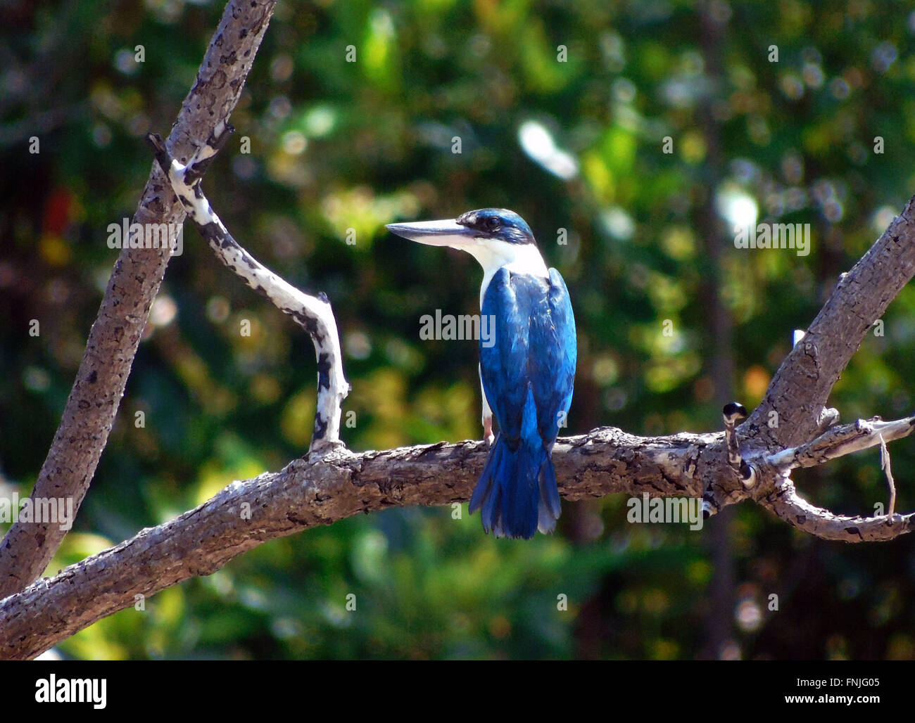 Bintan, Riau Islands, Indonesia. 12th Mar, 2016. BINTAN, INDONESIA ...